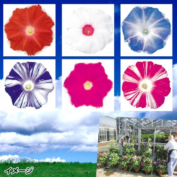 ●商品情報：とても育てやすく、開花期間が長い朝顔です。巨大輪でくっきりとした色合いのご当地朝顔を集めました。●お届け状態：10.5cmポット苗●分類：つる性１年草●草丈：つる性●開花期：7〜9月●日照：日なた●用途：庭・鉢●備考：-