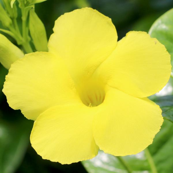 ●商品情報：春〜秋にかけて長期開花し、夏でもよく開花するマンデビラ。●お届け状態：3号ポット苗●分類：多年草●草丈：つる性●開花期：5〜10月●日照：日なた●耐寒性：弱●用途：庭・鉢●備考：-