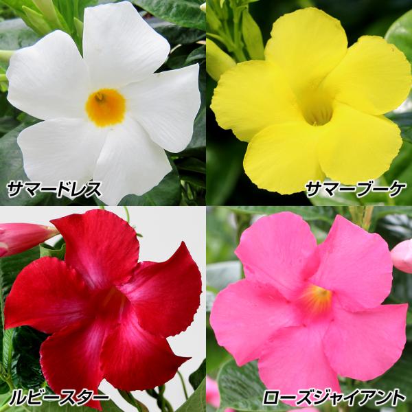 セット内容ローズジャイアント　１株ルビースター　１株サマーブーケ　1株サマードレス　1株●商品情報：春?秋にかけて長期開花し、夏でもよく開花するマンデビラ。●お届け状態：3号ポット苗●分類：多年草●草丈：つる性●開花期：5〜10月●日照：日...