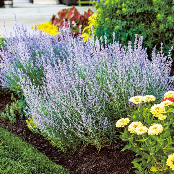 ●商品情報柔らかなブルーとシルバーリーフとのコントラストが美しい。コンパクトにまとまり、枝が強いため風などで倒れにくい。耐暑性・耐乾性もあり、花が少なくなる夏にお花を楽しめる別名「サマーラベンダー」。   ●お届け状態11cmトールポット苗...