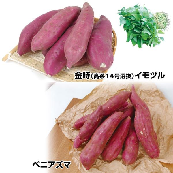 ●セット内容金時(高系14号選抜) ベニアズマ●商品情報関東と関西の代表品種!!それぞれの異なる食感や味をご賞味下さい。●お届け状態：イモヅル●性質金時：粉質ベニアズマ：粉質●備考ご注文の早い方から、5月中旬より順次発送いたします。お届け日...