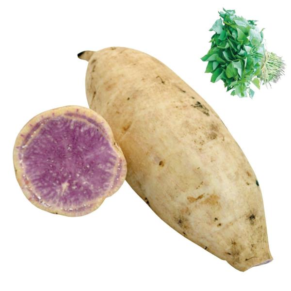 ●商品情報甘味が強く、粘質で美味しい紫いも。アントシアニン、ビタミンC・E等が豊富。焼き芋やふかし芋はもちろん、スイートポテトやタルトなどのお菓子作りに活躍します●お届け状態：イモヅル●性質：粘質●備考：ご注文の早い方から、5月下旬より順次...