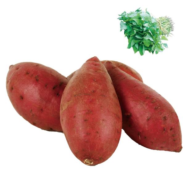 関西の定番品種!●商品情報ふかしいもにしたときの食感が非常に柔らかく、甘味たっぷりでうまいさつまいも。「高系14号」に比べて収量が多く、早期肥大性があるのではや彫りも可能です。ふかしいもだけでなく、焼きいもにしても美味しい優秀品種です。バイ...