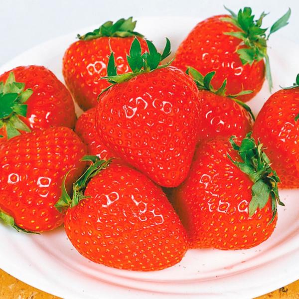 ●商品情報：香り高くて高品質!甘くて大粒。イオウ病に強い。●お届け状態：ポット苗●分類：多年草●草丈(約)：15〜30cm●耐寒性：強/寒冷地でも地植えOK●日照：日なた●栽培適地：畑・鉢植え向き●収穫期：5〜6月●栽培ポイント：お届けする...