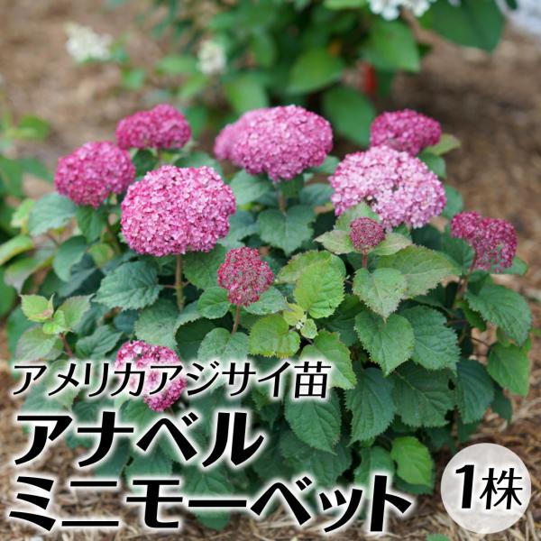 ●商品情報：モーベット色の花を咲かせるアナベル。花色がモーベット色からシックなグリーンへと変化する姿を楽しめます。初夏から秋まで繰り返して花が咲き、茎が丈夫で倒れにくい！出願名：NCHA7●お届け状態：11ｃｍポット苗●分類：落葉樹●開花期...