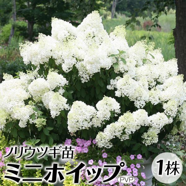 ●商品情報：コンパクトにまとまる矮性ノリウツギです。大きな円錐状の花穂が株を覆うように咲く姿は見事！白色から咲き始め、秋になる頃に薄いピンク色が現れ始めます。登録名:イルボボ【旧名：リトルホイップ】●お届け状態：11cmポット苗●分類：落葉...