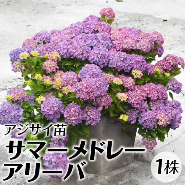 ●商品情報：枝先だけでなく側芽にも花が咲き、株いっぱいの花を楽しめる二季咲きアジサイ！初夏から秋にかけて繰り返し咲きます。さらに新旧両枝咲きで、前年に伸びた枝にも新しく伸びた枝にも花がつくため、剪定がとっても簡単。また、剪定しなくてもコンパ...
