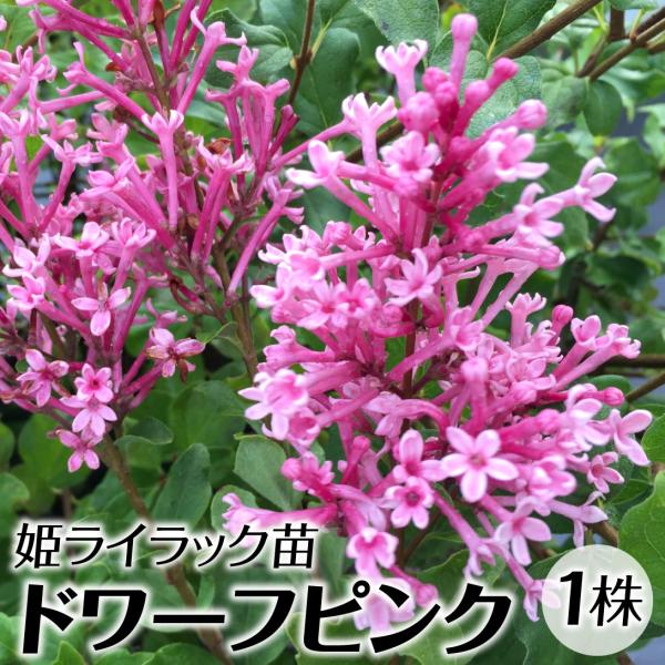 ●商品情報：春の開花に、夏〜秋にも開花する二季咲き性の姫ライラックです。コンパクトに育つ樹形のため、鉢植えで育てるのにぴったり！香り良いピンク色の花を咲かせます。出願名：SMNJRPI●お届け状態：11cmポット苗●分類：落葉樹●花期(約)...