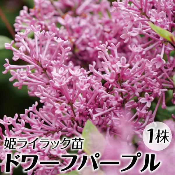 ●商品情報：春の開花に、夏〜秋にも開花する二季咲き性の姫ライラックです。コンパクトに育つ樹形のため、鉢植えで育てるのにぴったり！香り良いパープルの花を咲かせます。出願名：SMNJRPU●お届け状態：11cmポット苗●分類：落葉樹●花期(約)...