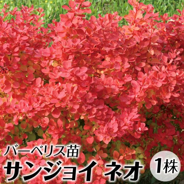 ●商品情報：春から晩秋まで楽しめる鮮やかな葉色が圧巻！病害虫に強く自然にまとまる樹形のため、手がかからなくて初心者の方でも育てやすいです。春に咲く小花も可愛らしい！出願名：NCBT2●お届け状態：11cmポット苗●分類：落葉樹●花期(約)：...