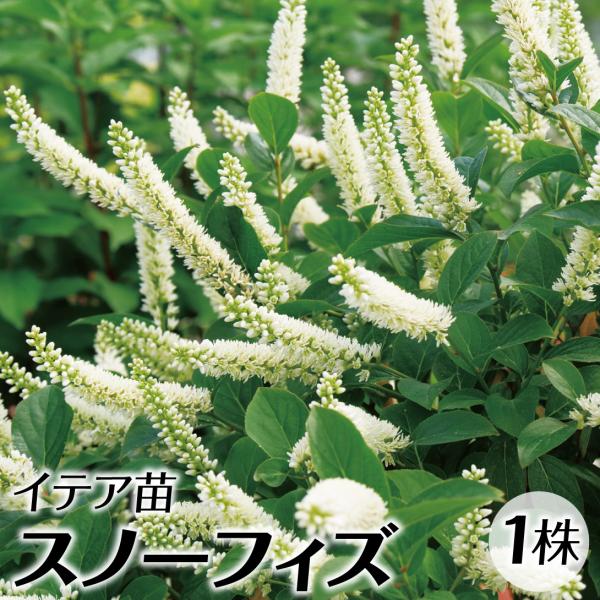 ●商品情報：花茎が丈夫で天に向かって花穂を伸ばすイテア！しっぽのような花穂には白い小花が密集して咲き、秋には紅葉する葉も楽しめます。耐陰性が高く、半日陰や日陰でも育てられる低木です。●お届け状態：11cmポット苗●分類：落葉樹●開花期：晩春...