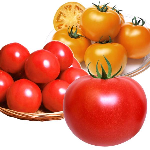 ●セット内容接木野菜苗 大玉トマト 接木F1こくうまパーフェクトEX 2株接木野菜苗 大玉トマト 接木F1パルト（農林水産省登録品種 登録名：SAKTOM011）PVP 2株接木野菜苗 大玉トマト 接木F1桃太郎ゴールドR （農林水産省種苗...