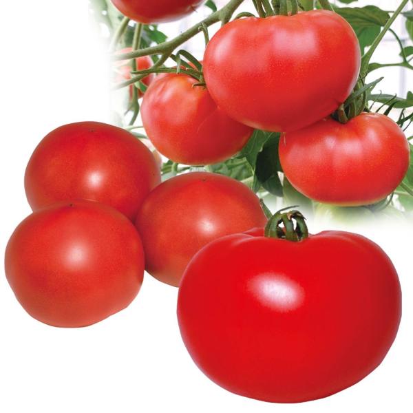 ●セット内容接木野菜苗 大玉トマト 接木F1ルネッサンス（農林水産省登録品種登録名：あいさか2号）PVP 2株接木野菜苗 大玉トマト 接木F1レディーファースト 2株接木野菜苗 大玉トマト 接木F1CF北王 2株