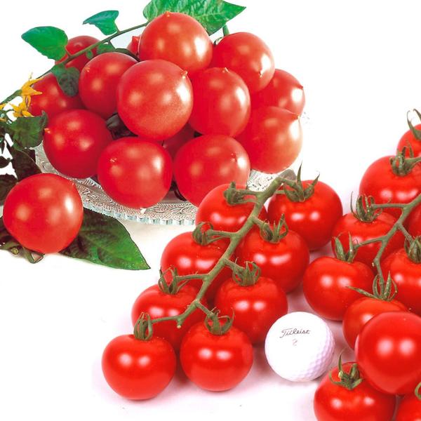 ●セット内容接木野菜苗 中玉トマト 接木F1甘熟むすめ 2株接木野菜苗 中玉トマト 接木F1フルーツボール 2株