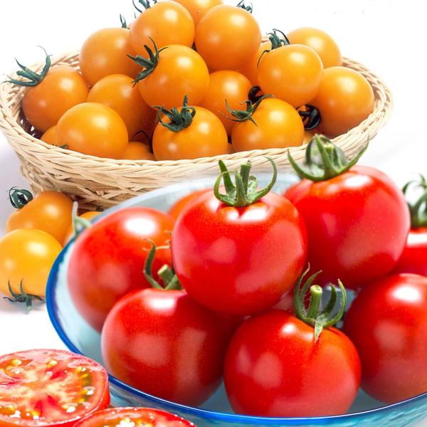 ●セット内容接木野菜苗 中玉トマト 接木F1シンディーオレンジ 2株接木野菜苗 中玉トマト 接木F1フルティカR（農林水産省登録品種 登録名：タキイミディ195）PVP 2株