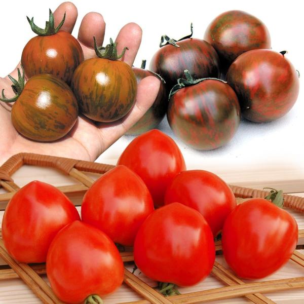 ●セット内容接木野菜苗 中玉トマト 接木F1フルーツゼブラ 2株接木野菜苗 中玉トマト 接木F1スウィーティー 2株