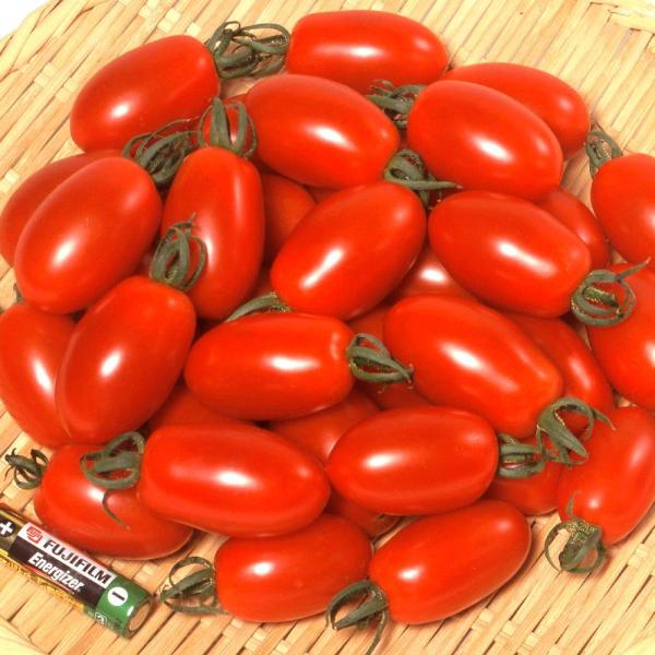 ●商品情報：可愛いプラム型の極甘ミニトマト。肉厚な果肉はシャキッと食感も良く、酸味少なく食味抜群！　鮮やかな果皮は割れにくく作り易さも嬉しい。●ミニトマト●果重（約）：18〜25g●お届け状態：接木9cmポット苗●備考：※接木苗、特にウリ科...