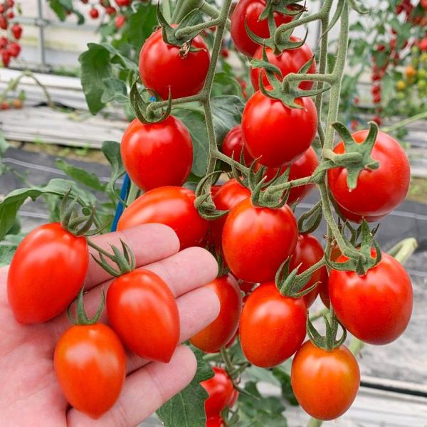 ●商品情報：糖度約11度の極甘新時代ミニトマト！酸味も少なく、果皮も薄く旨い！！１花房あたり２０果ほど実る豊産性です。複合耐病性をもち、裂果もしにくく育てやすい。●ミニトマト●果重（約）：20g●お届け状態：接木9cmポット苗●備考：※接木...