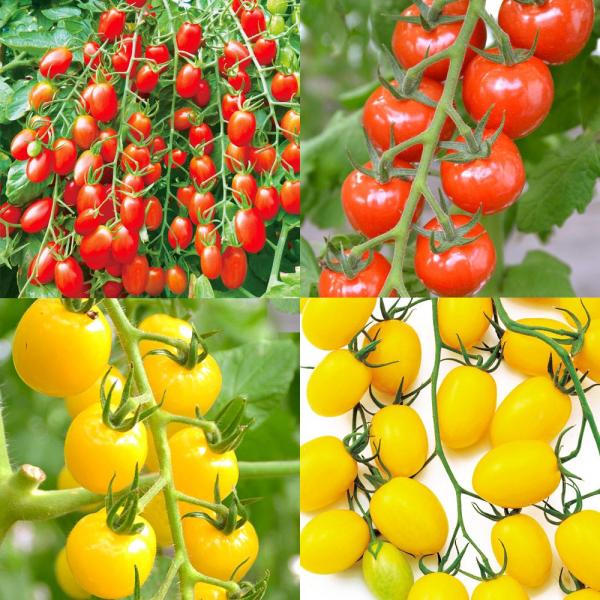 ●セット内容接木野菜苗 ミニトマト 接木F1CFプチぷよII 1株接木野菜苗 ミニトマト 接木F1ＣＦプチぷよ イエロー 1株接木野菜苗 ミニトマト F1たわわクリスタル 1株接木野菜苗 ミニトマト F1TYジュエルイエロー 1株