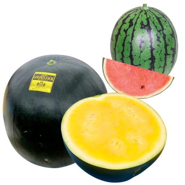 ●セット内容接木野菜苗 小玉スイカ 接木F1赤肉こだま 2株接木野菜苗 種なしスイカ 接木F1ゴールデンジャック 2株