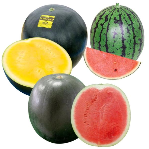 ●セット内容接木野菜苗 小玉スイカ 接木F1赤肉こだま 1株接木野菜苗 種なしスイカ 接木F1ブラックジャック 1株接木野菜苗 種なしスイカ 接木F1ゴールデンジャック 1株