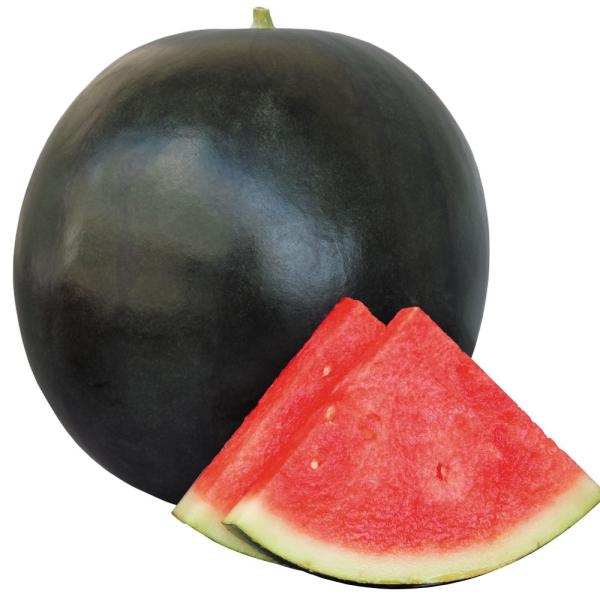 ●商品情報：真っ赤でしっかりとした果肉はシャリ感に富み、糖度は13度まで安定して上がり、食感・旨味ともに最上級の黒皮・種なしスイカ！　草勢強く、着果性にも優れ多収性です。●中玉スイカ●果重（約）：3〜4kg●糖度（約）：13度●お届け状態：...