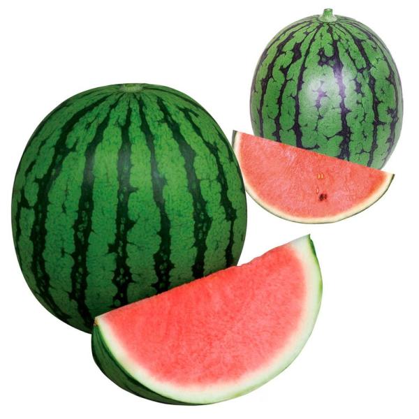 ●セット内容接木野菜苗 小玉スイカ 接木F1赤肉こだま 2株接木野菜苗 種なしスイカ 接木F1ナツイチ 2株