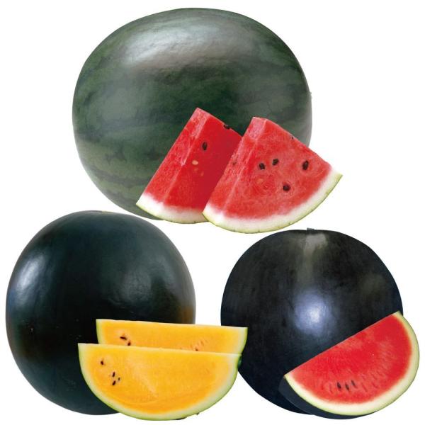 ●セット内容接木野菜苗 大玉スイカ 接木F1ゴスペル 2株接木野菜苗 大玉スイカ 接木F1くろあますいか 2株接木野菜苗 大玉スイカ F1サンダーボルト 2株