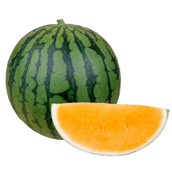 ●商品情報：冷蔵庫にジャストサイズ。種が少なく甘くてうまい、ゴールドサマーの特徴をそのまま引き継いだ小玉スイカです。●小玉スイカ●果重（約）：2.5kg●糖度（約）：12〜13.5度●お届け状態：接木9cmポット苗●備考：※接木苗、特にウリ...