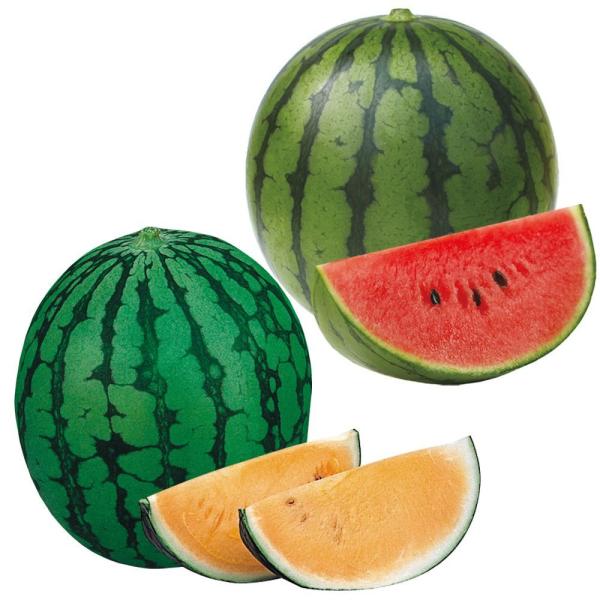 ●セット内容接木野菜苗 小玉スイカ 接木F1黒ポン 2株接木野菜苗 小玉スイカ 接木F1ベビーオレンジ 2株接木野菜苗 小玉スイカ 接木F1愛娘さくら 2株