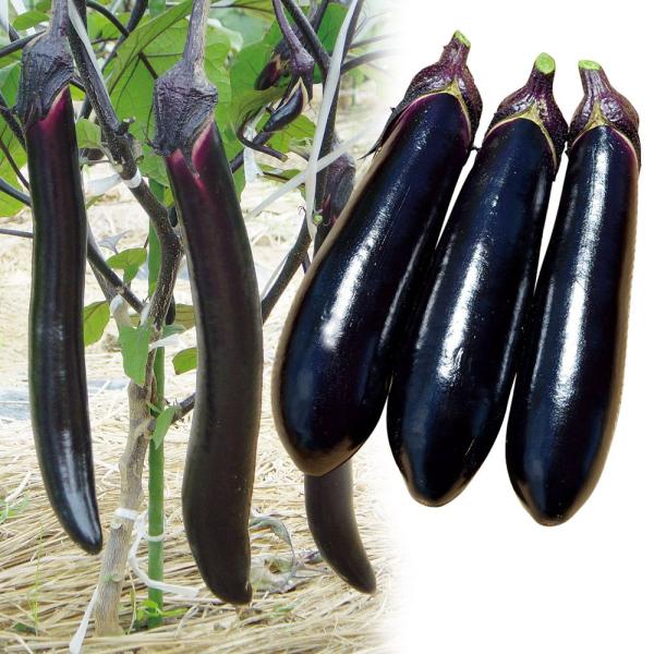 ●セット内容接木野菜苗 太長ナス F1黒稲妻 2株接木野菜苗 長ナス 接木F1早生紫の匠 2株