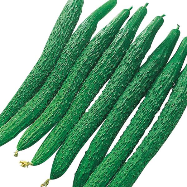 ●商品情報：収穫適期は果長約35cmの頃ですが、50cmを超えても黄色くならず美味しいまま！ 高温・病気に強く、お得な豊産性品種。●果長（約）：35cm●お届け状態：接木9cmポット苗●備考：※接木苗、特にウリ科植物(ゴーヤ・キュウリ・メロ...