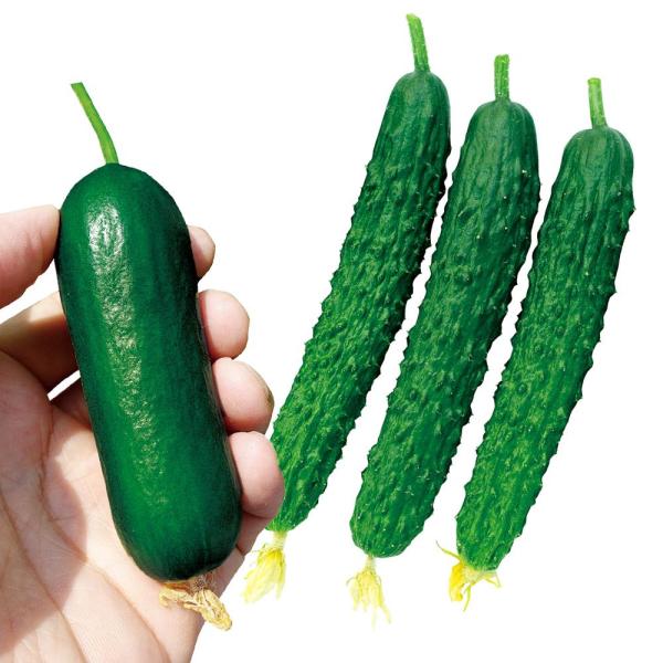 ●セット内容接木野菜苗 キュウリ F1ミニミニ千成 2株接木野菜苗 キュウリ F1カリット四葉 2株