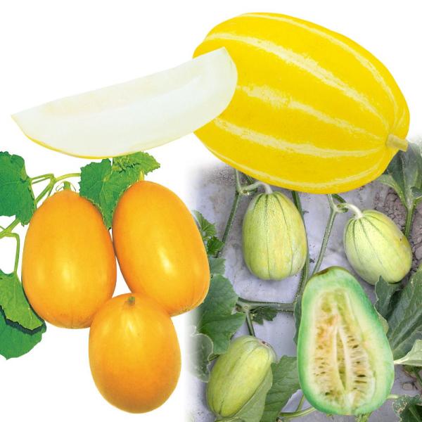 ●セット内容接木野菜苗 マクワ 接木F1金シャリ 2株接木野菜苗 マクワウリ 接木網干メロン 2株接木野菜苗 マクワウリ 接木金俵 2株