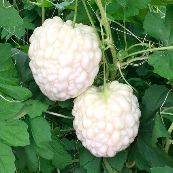 ●商品情報：真珠のように色が白くて、形も丸いゴーヤ。一般的なゴーヤと比べ苦味が少なめなので、子供でも食べやすい。ビタミンＣやカリウムが豊富で夏バテ対策に最高。●果重（約）：300〜500g●お届け状態：接木9cmポット苗●備考：※接木苗、特...
