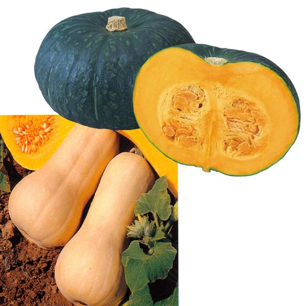 ●セット内容実生野菜苗 カボチャ F1パーフェクトマロン 4株実生野菜苗 カボチャ バターナッツ 4株