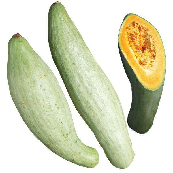 ●商品情報：ヘチマのような形をした飛騨の伝統野菜。栗のようにほっこりとした甘いカボチャで、パイや煮物におすすめ!●果重（約）：1.5〜2kg●お届け状態：実生9cmポット苗 ●備考・ご注意点：※ポットの口の対角線または直径が9cmとなります...