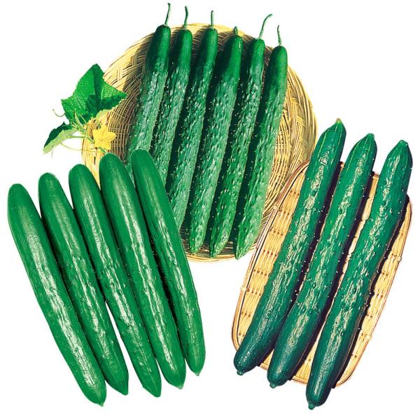 ●セット内容実生野菜苗 キュウリ F1夢そだち 4株実生野菜苗 キュウリ F1北京四葉 4株実生野菜苗 キュウリ 夏節成きゅうり 4株