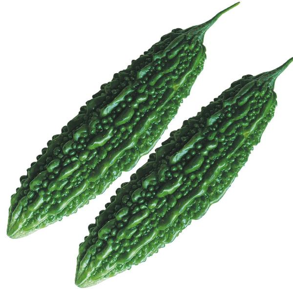 ●商品情報：熱を加えても壊れにくいビタミンCを豊富に含有。本種は肉厚で苦みが少なく、食味もとても良い品種で、ボリュームある大実です。●果長（約）：25〜30cm●果重（約）：500g●お届け状態：実生9cmポット苗 ●備考：※ポットの口の対...