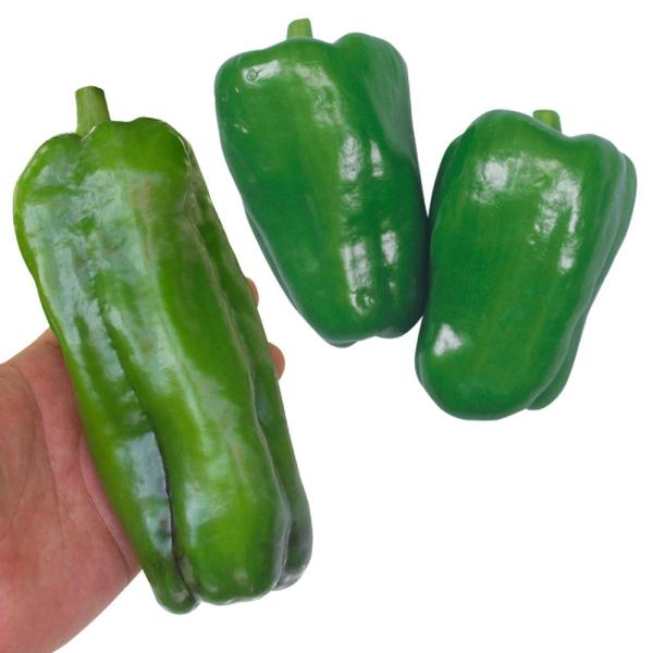 ●セット内容実生野菜苗 ピーマン F1エース 4株実生野菜苗 ピーマン F1ウルトラジャンボ 4株