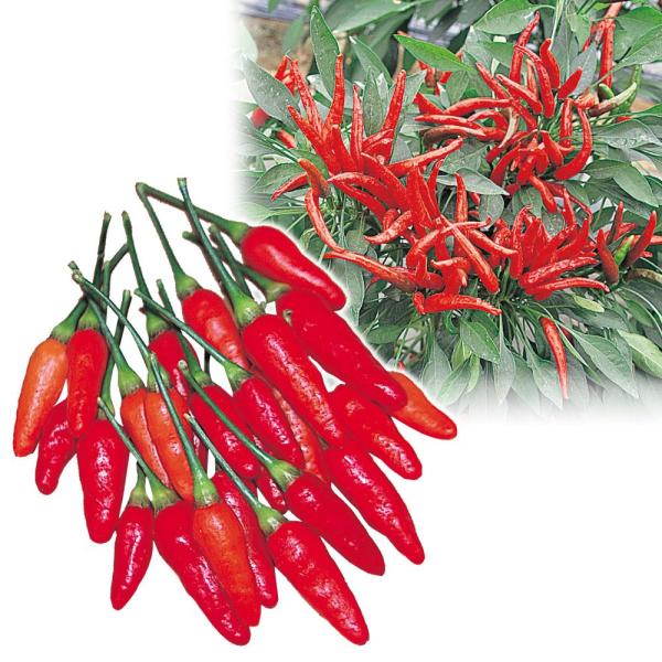 ●セット内容実生野菜苗 トウガラシ 鷹の爪とうがらし 4株実生野菜苗 トウガラシ 島トウガラシ 4株