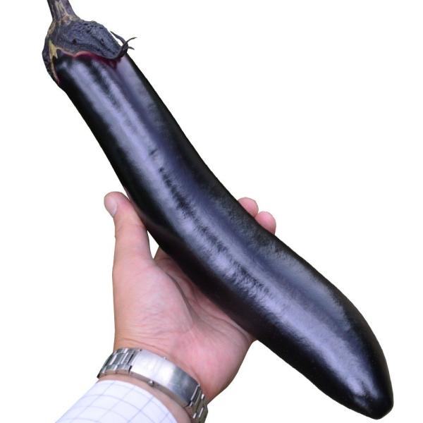 ●商品情報：果実はツヤある濃紫で、果肉は舌の上でとろけるほど柔らかく甘味に富み、食味最高！●果長（約）：35cm●お届け状態：実生9cmポット苗 ●備考：※ポットの口の対角線または直径が9cmとなります。※関東〜九州北部の平坦地区の露地への...