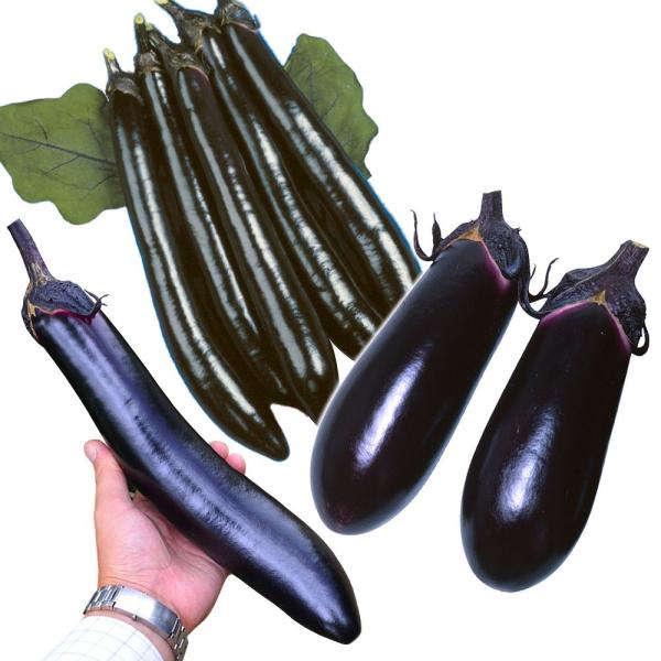 ●セット内容実生野菜苗 中長ナス F1黒味 2株実生野菜苗 ナス F1ふんわりなす 2株実生野菜苗 大長ナス F1庄屋大長 2株