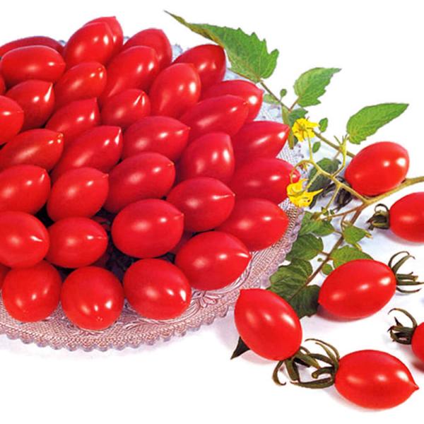 ●商品情報：すっごく甘くて舌の上でとろけそう！ 糖度は何と約9.5度。たわわに実る豊産性で皮がしっかりしていて裂果しにくく、日持ちも抜群。●ミニトマト●果重（約）：16g●糖度（約）：14度●お届け状態：実生9cmポット苗 ●備考：※ポット...