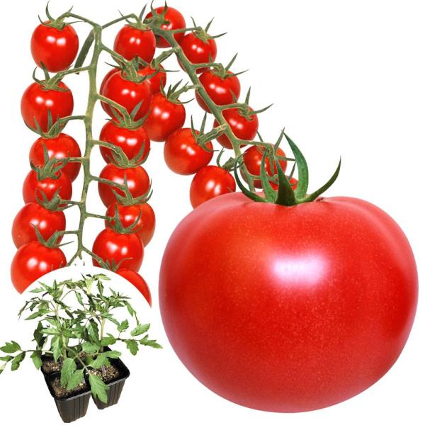 ●セット内容接木4連ポット野菜苗 ミニトマト 接木4連F1こくうまチェリー 4株接木4連ポット野菜苗 大玉トマト 接木4連F1こくうまパーフェクトEX 4株