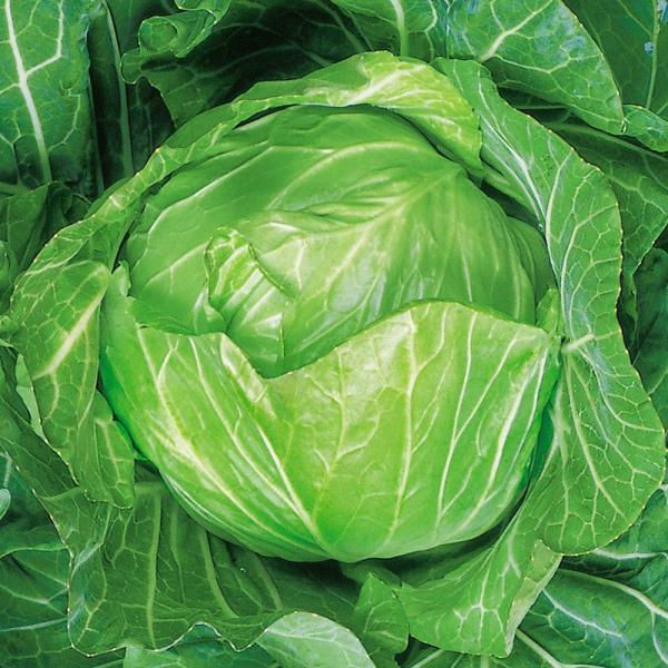 ●商品情報：甘くて柔らかい今どきキャベツ！！ 肉質柔らかく甘味が強くとっても美味しい極早生のサワーキャベツ。定植後45〜50日で収穫でき、晩抽性で作り易い。球重が約1.2kgで使い切りやすく新鮮な間に消費できます。●球重（約）：1.2kg●...