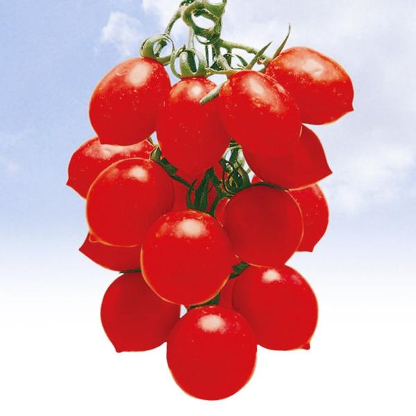 ●商品情報：たっぷり入ってこの安さ! 房成りに実りとてもウマイ。●果重（約）：40〜50g●早晩性：中早生●お届け状態：種子●入り数の目安：1mlあたり約60〜80粒※品種により差があります。●発芽適温：20〜30℃※発芽させるには播種床を...