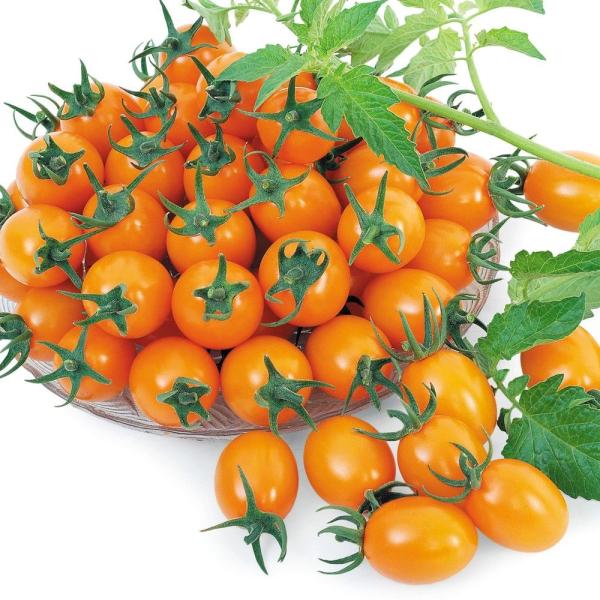 ●商品情報：フルーツのように美味しい黄金ミニトマト！ 果肉が厚く、ジューシーでフルーツのように美味しいと大人気!糖度約10度と甘い楕円形のミニトマト。●果重（約）：18g●お届け状態：種子●入り数：5粒●発芽適温：20〜30℃※発芽させるに...