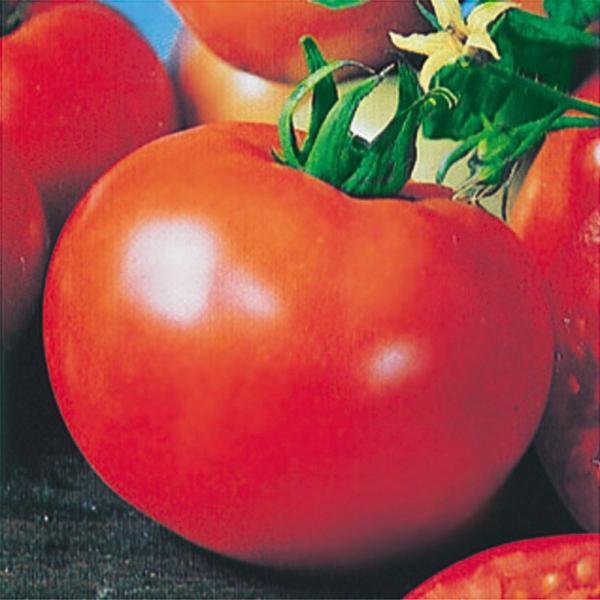 ●商品情報：大人気のロングセラー大玉品種!●果重（約）：250g●早晩性：中生●お届け状態：種子●入り数の目安：1mlあたり約60〜80粒※品種により差があります。●発芽適温：20〜30℃※発芽させるには播種床を上記の温度にしてください。●...