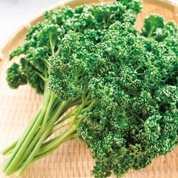 ●商品情報：濃緑で縮みが強く、周年栽培可能です。●お届け状態：種子●備考：播種や植え付け後の栽培条件、天候等によりその結果が異なることがありますが、弊社の責と考えられる結果不良の責めはお買い上げ代金の範囲内とさせていただきます。また、果重・...